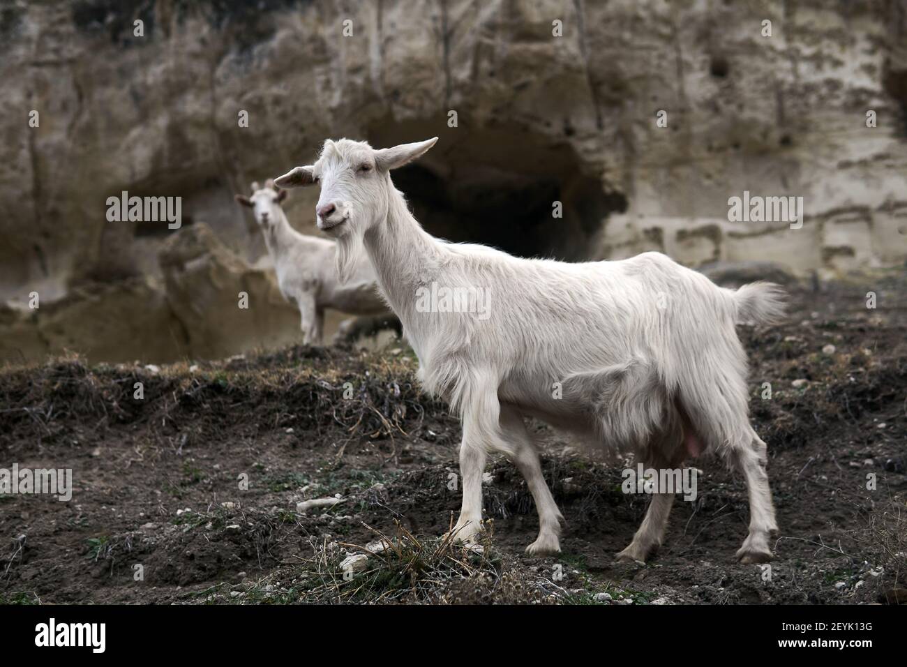 white goat grazing with a herd against the background of the ruins of ...