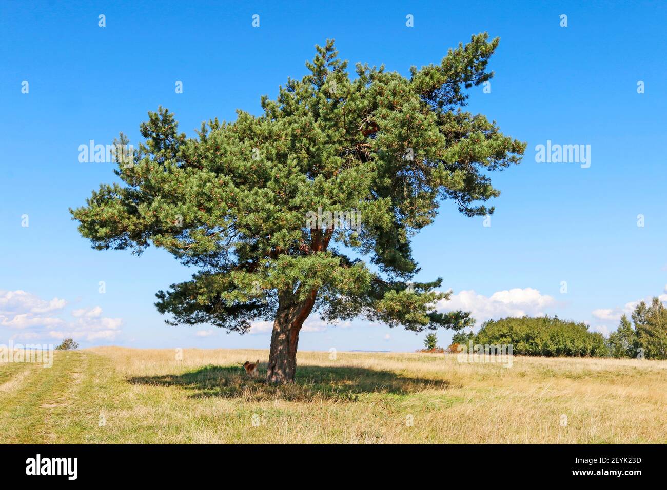 A single pine tree in the middle of a large meadow. Summer time Stock ...