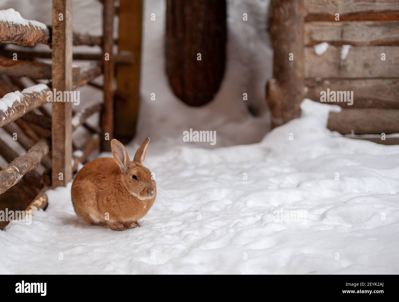 Beautiful, fluffy red rabbit in winter on the farm. The rabbit sits ...