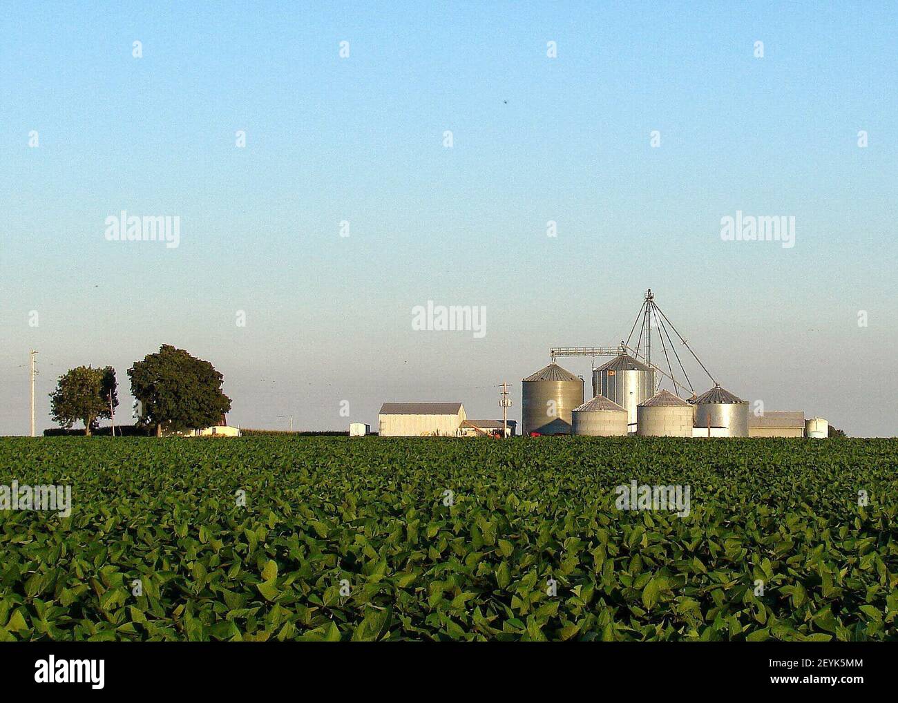 Chris Kummer, of Kentucky Specialty Grains in Franklin, Kentucky, grows ...