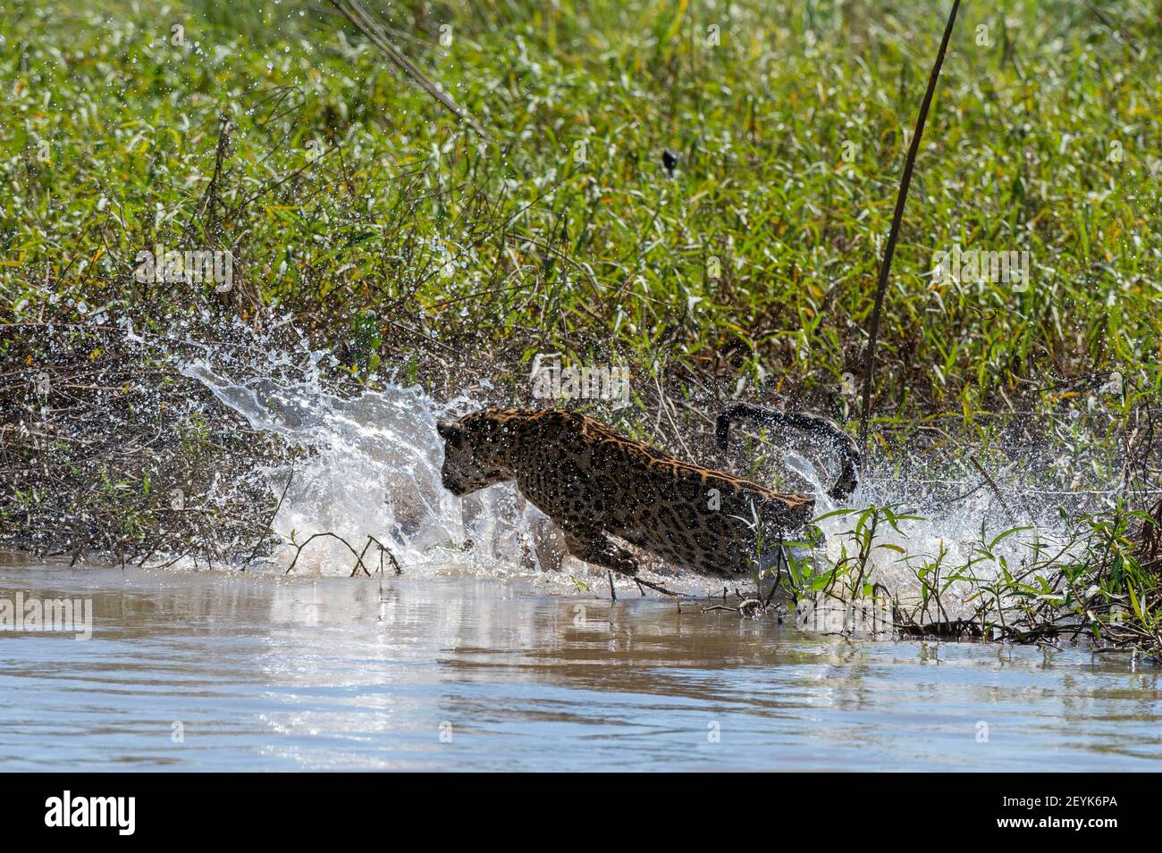 A jaguar (Panthera onca) hunting a caiman, Pantanal, Mato Grosso ...