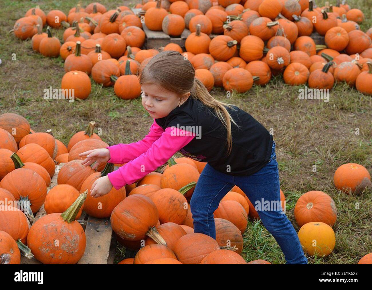 Izzy Woessner, 4, reaches for the perfect pumpkin to take home at the ...