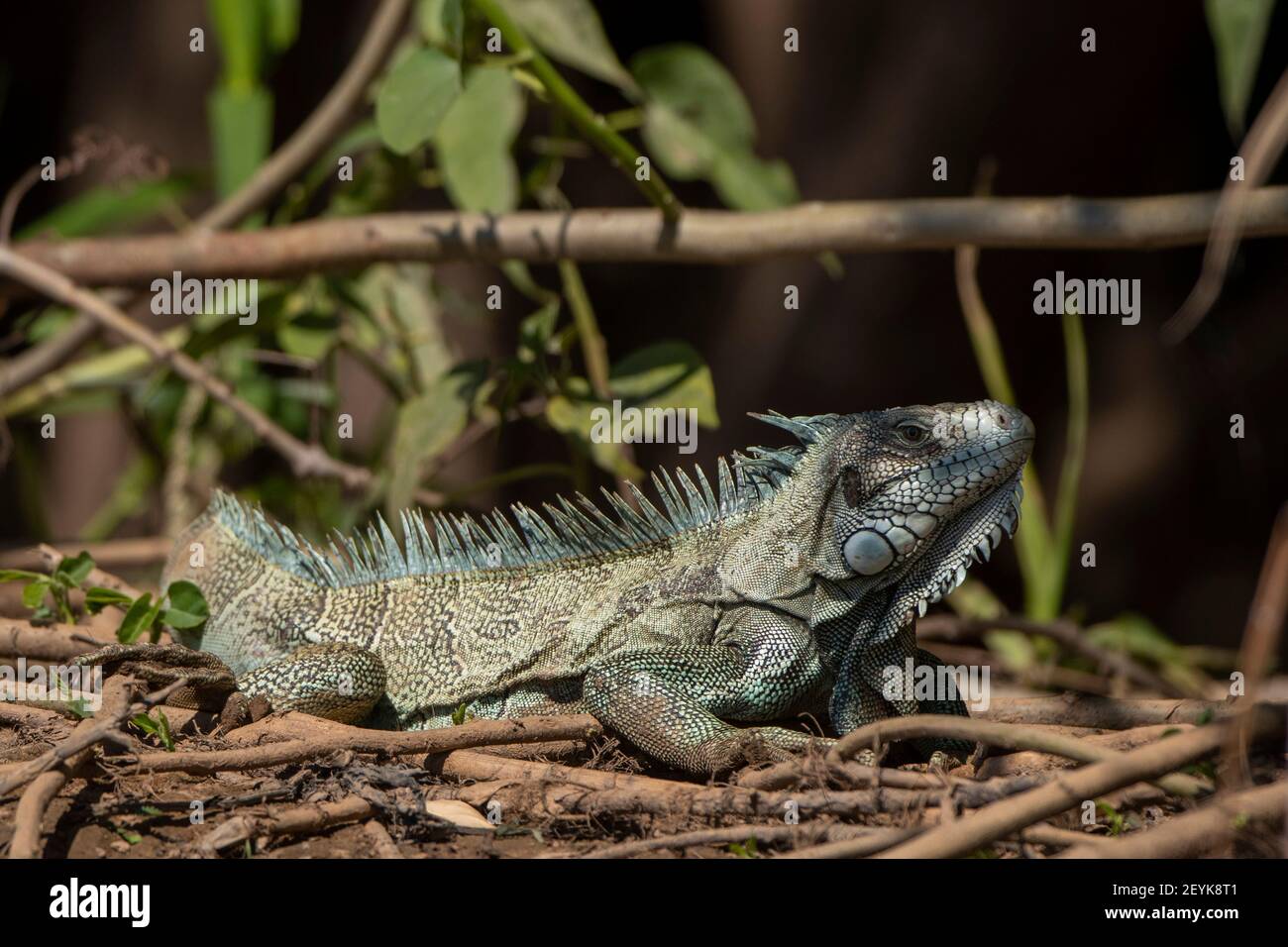 Green iguana (Iguana iguana), Pantanal, Mato Grosso, Brazil Stock Photo ...