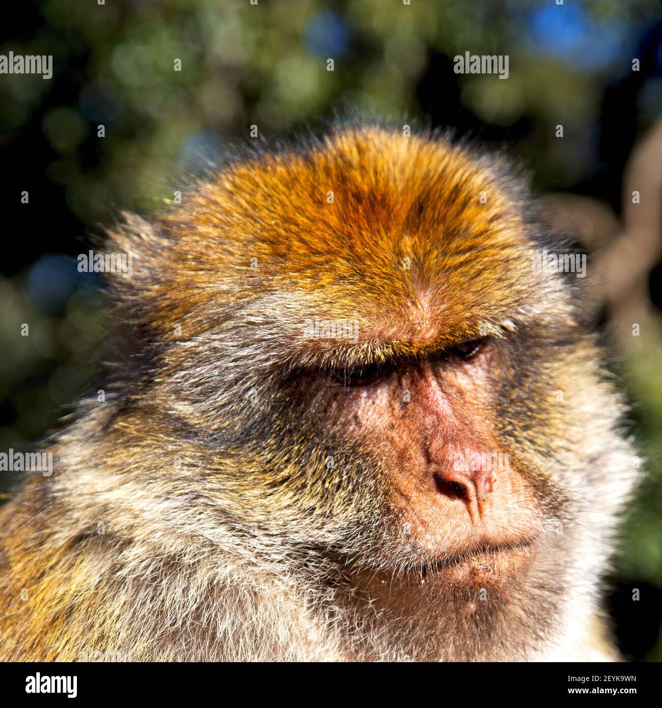 Old monkey morocco natural hi-res stock photography and images - Alamy