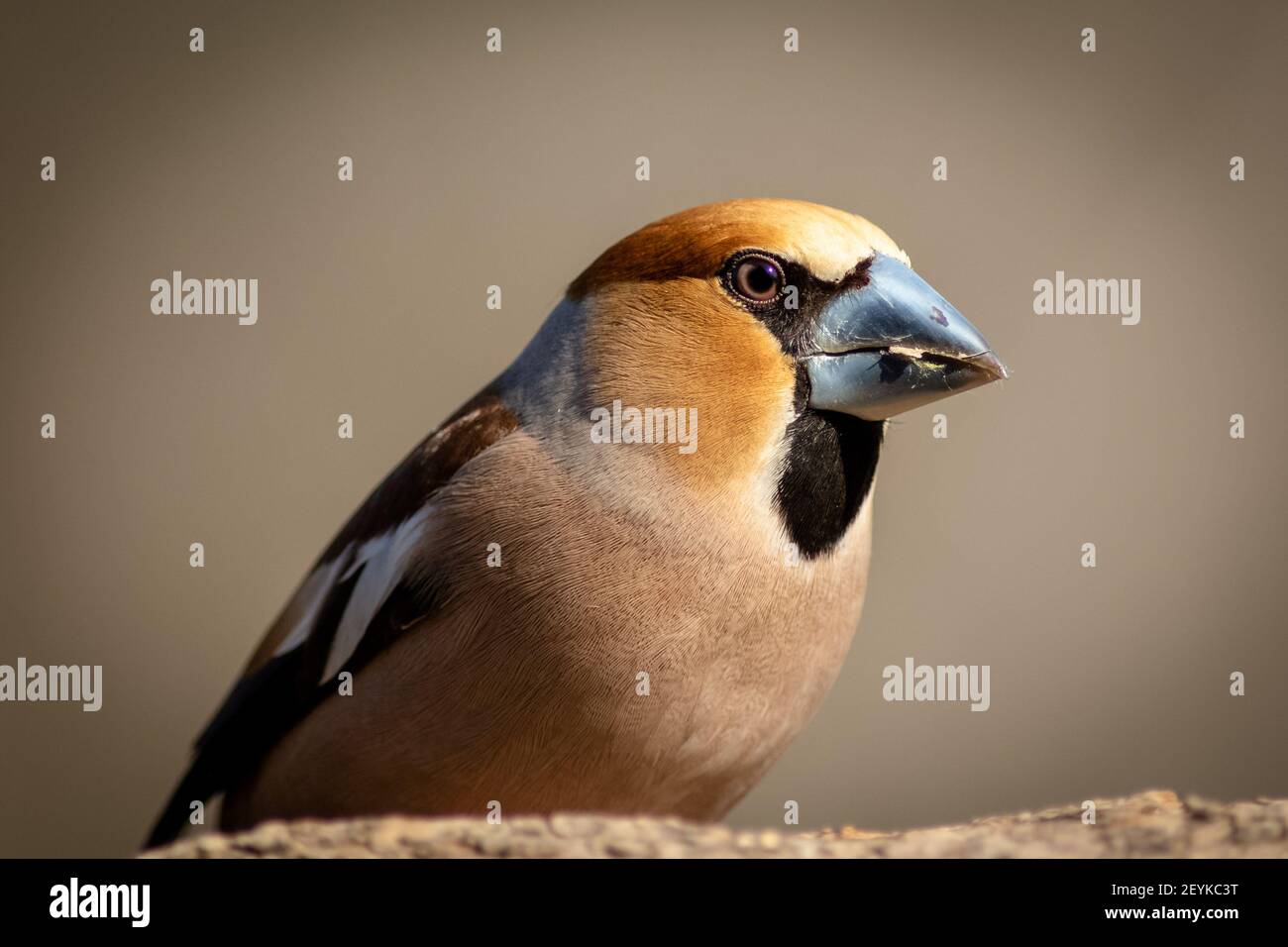 Closeup hawfinch male coccothraustes hi-res stock photography and ...