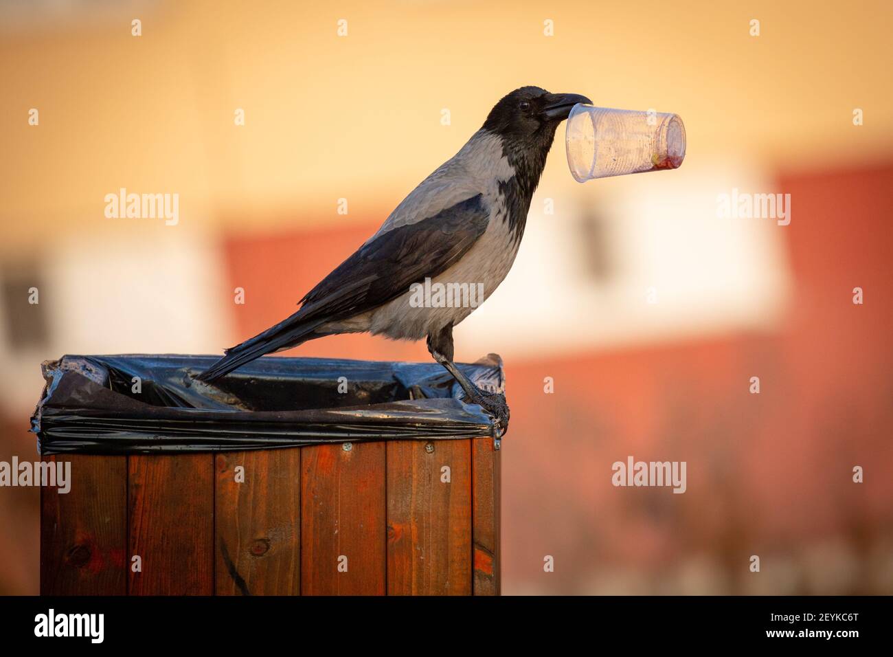 Crow drinking hi-res stock photography and images - Alamy