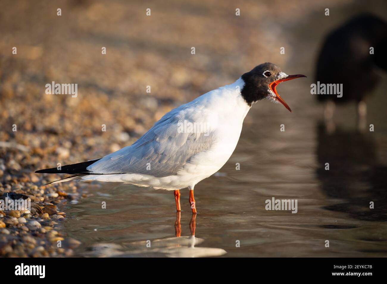 Screeching bird hi-res stock photography and images - Alamy