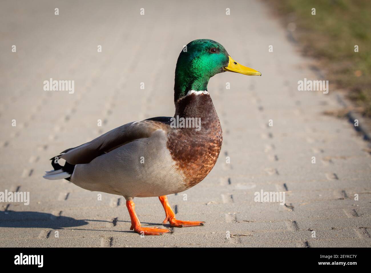 Duck profile photo hi-res stock photography and images - Alamy