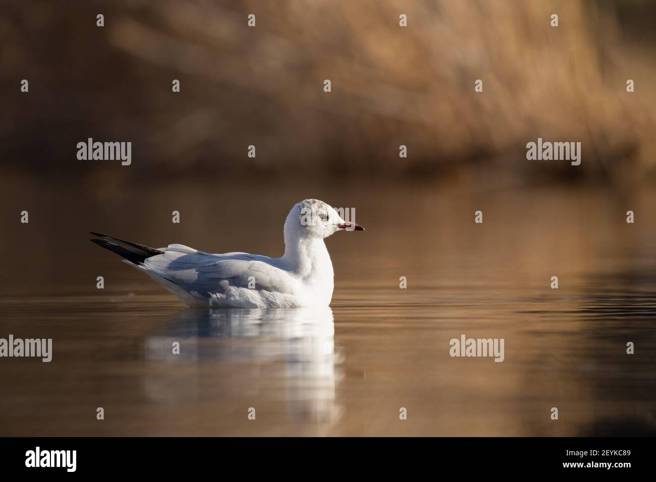 Image of a bird hi-res stock photography and images - Alamy