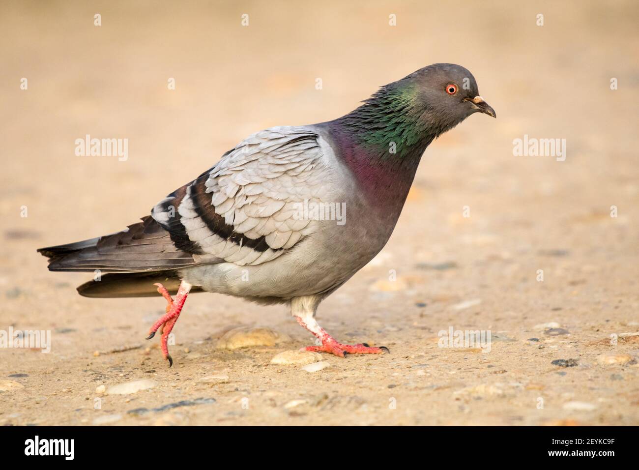 Walking pigeon detailed close up Stock Photo - Alamy