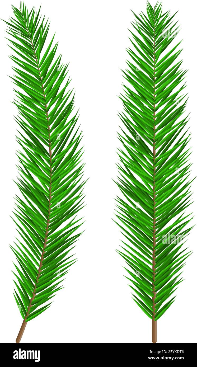 Evergreen detail Stock Vector Images - Alamy