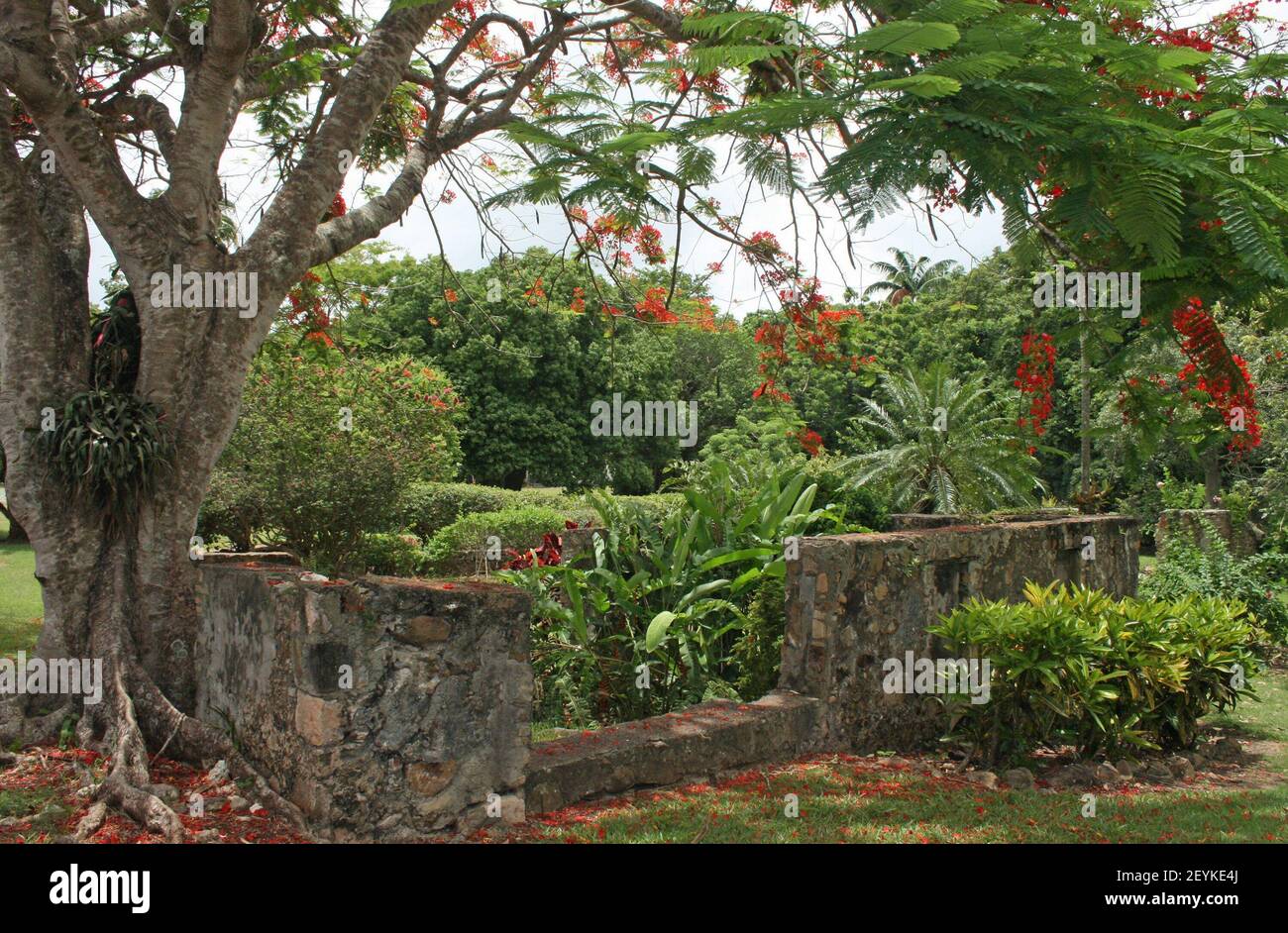 At St. George Village Botanical Garden, on a former sugar plantation on ...