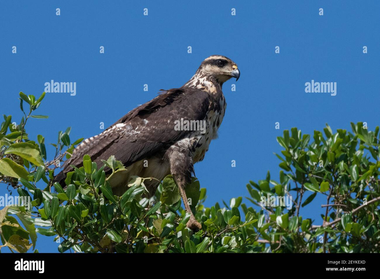 Great Black Hawk (Buteogallus urubitinga), immature, Pantanal, Mato ...