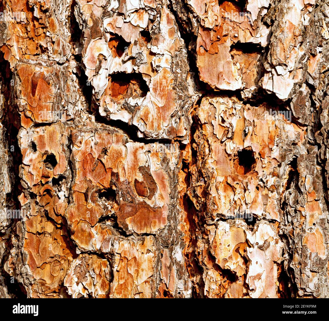 Black Pine Barck Texture Detail High Resolution Stock Photography and ...