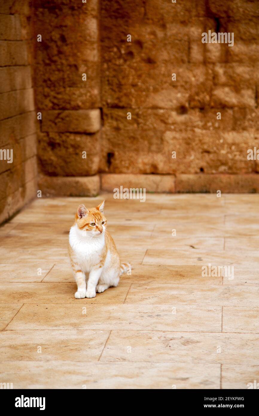 Alone cat in africa background Stock Photo - Alamy