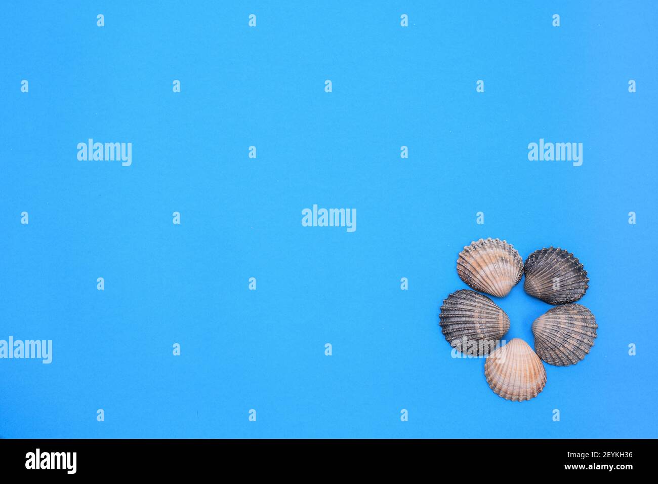 Flat lay. seashells on a blue background. Top view Stock Photo - Alamy