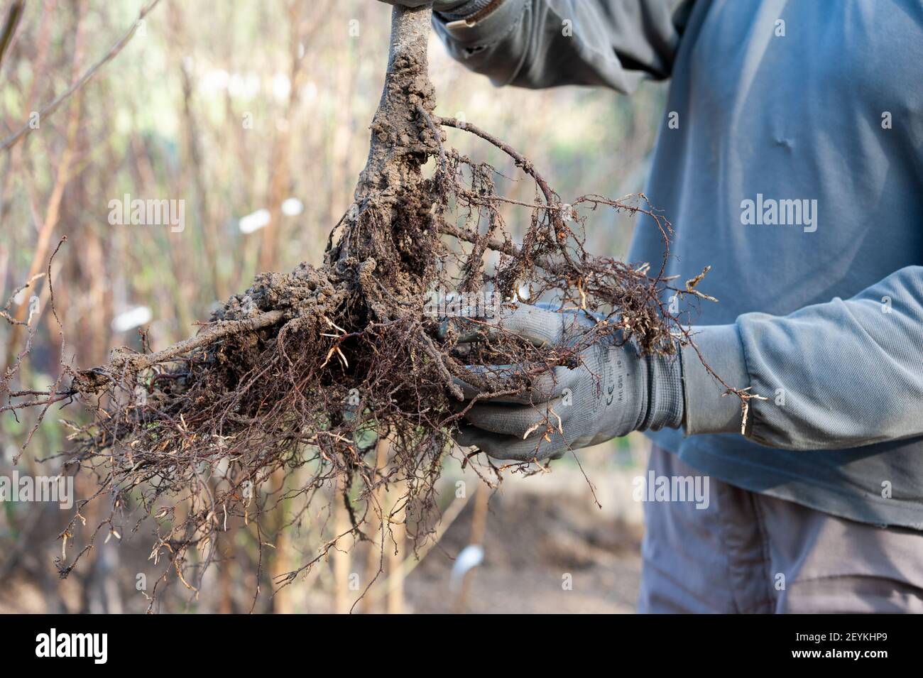 Farmer shows the roots of a small tree, before transplantation Stock ...