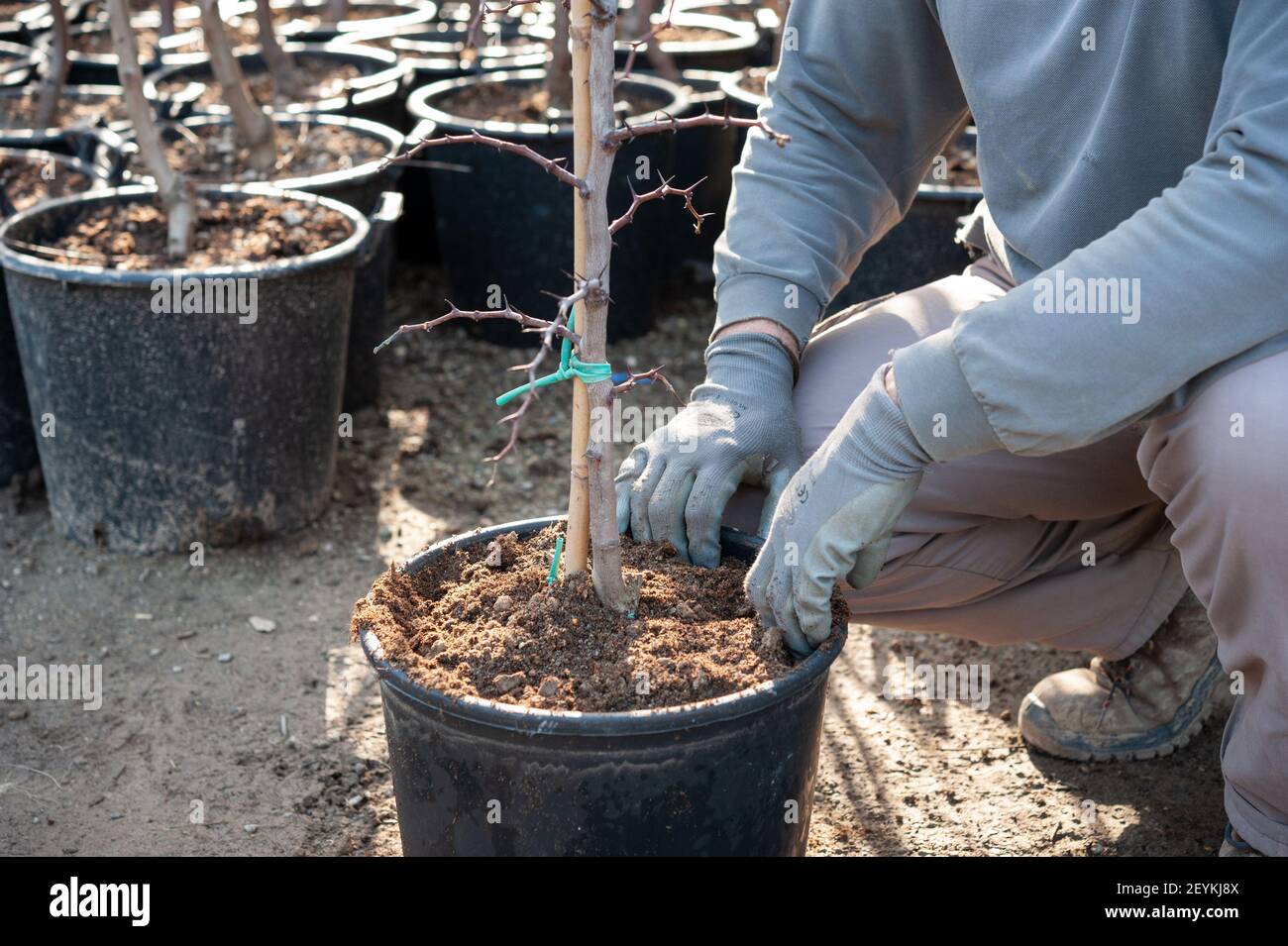 Transplant tree hi-res stock photography and images - Alamy