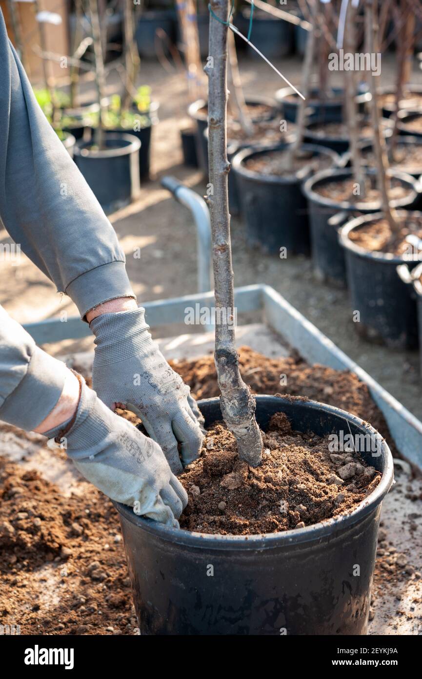 Farmer during a small tree transplant operation at the garden centre ...
