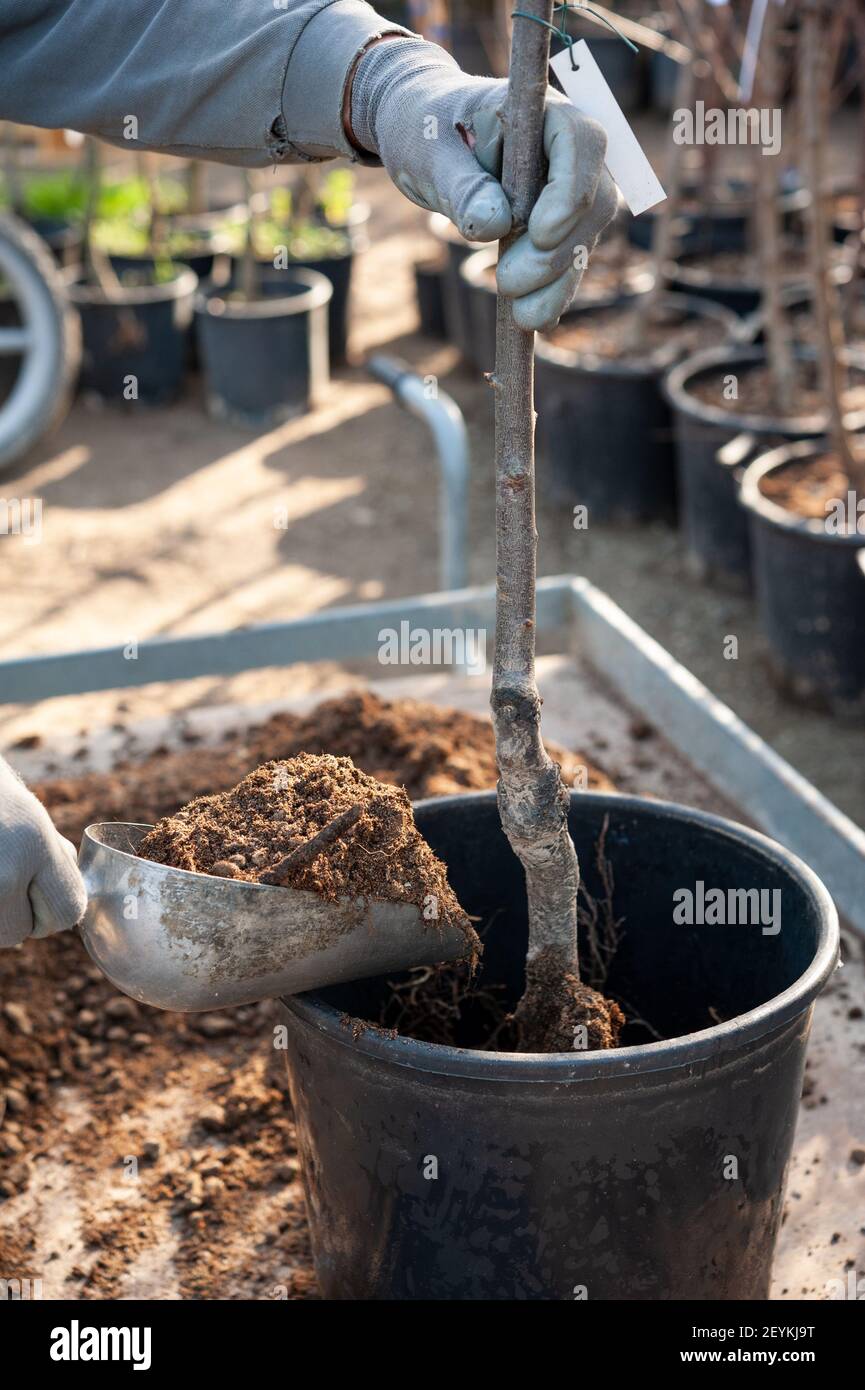 Farmer during a small tree transplant operation at the garden centre ...