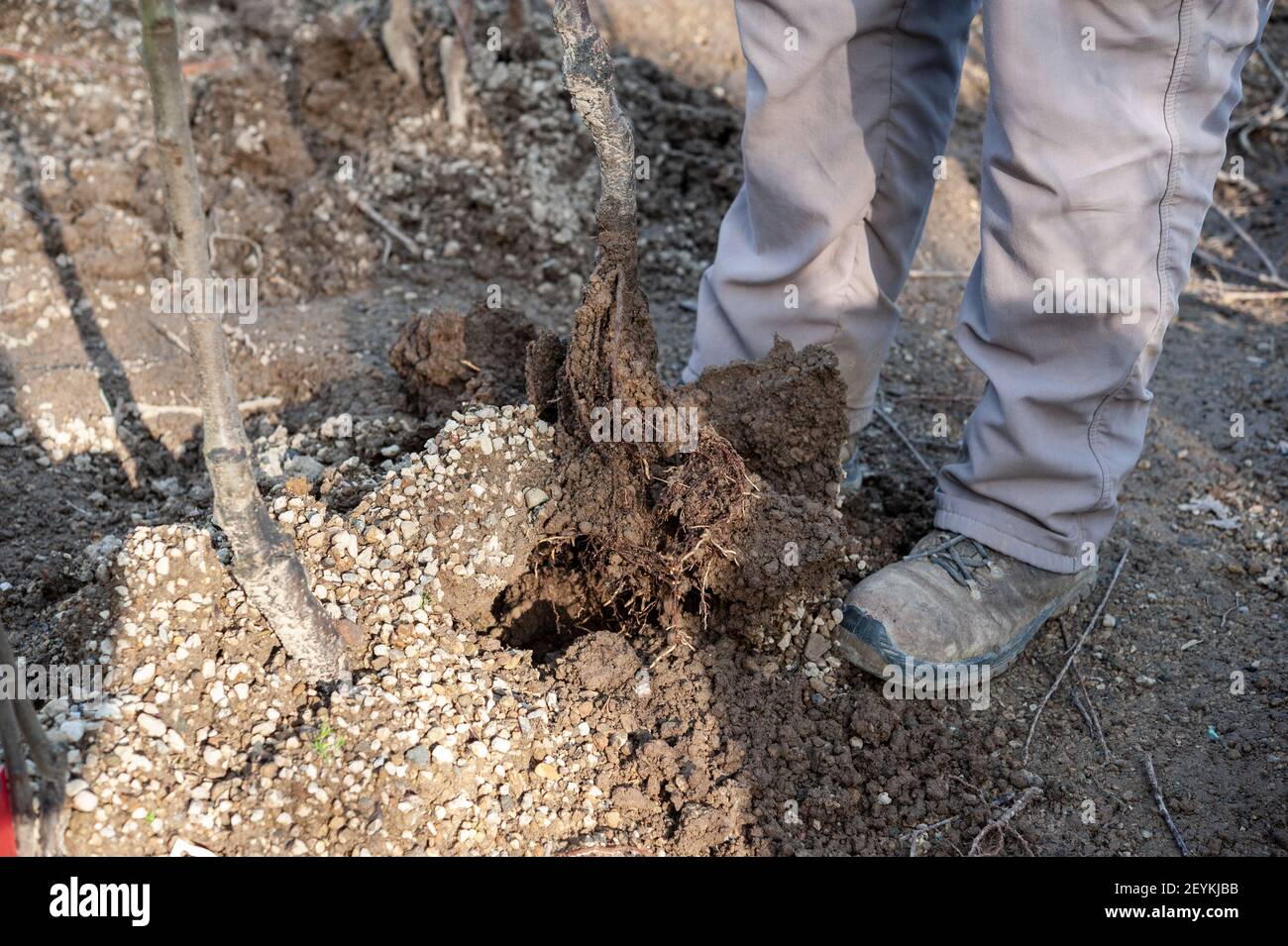 Transplant tree hi-res stock photography and images - Alamy