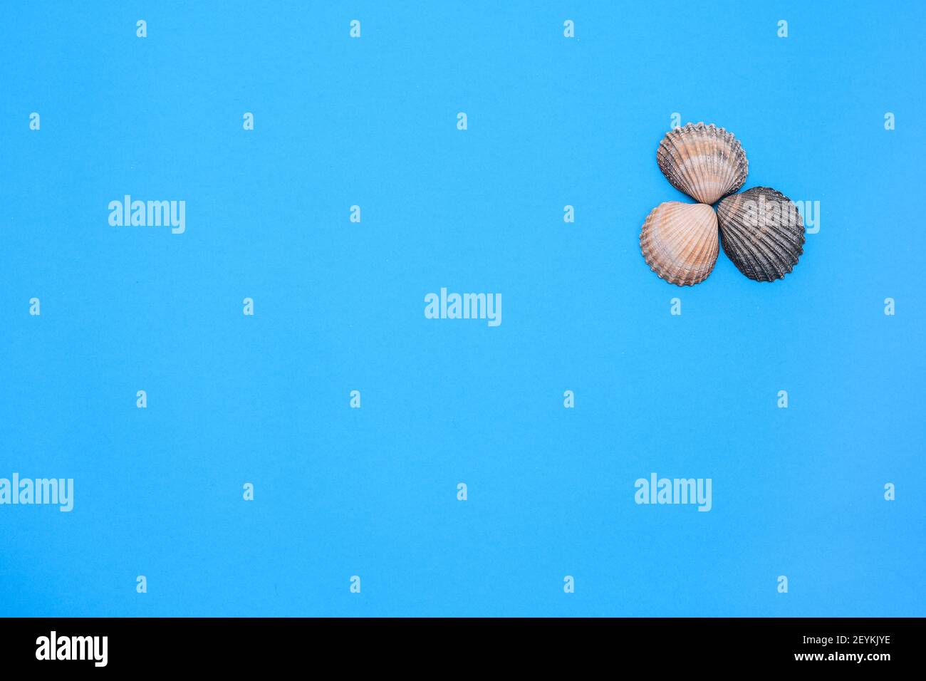 Three seashells on a blue background. copy space. Layout Stock Photo ...