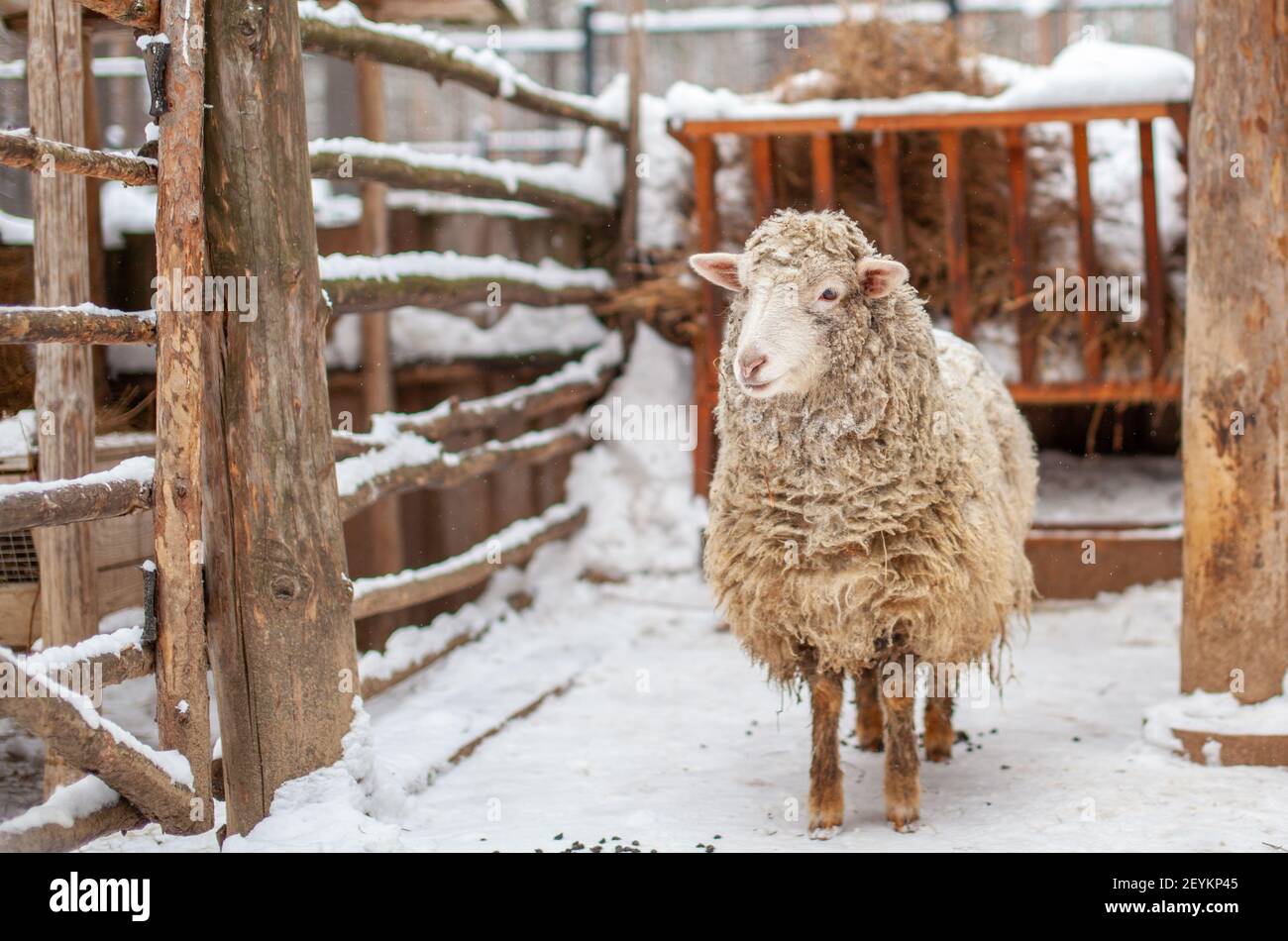 Curly haired sheep hi-res stock photography and images - Alamy
