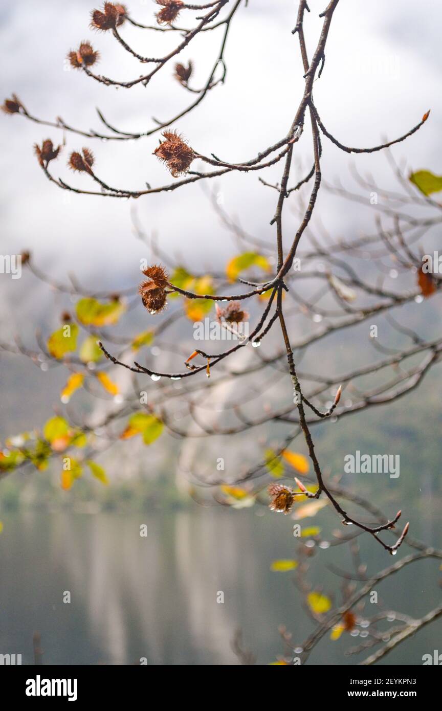 A vertical shot of tree twigs with water dews dripping Stock Photo - Alamy