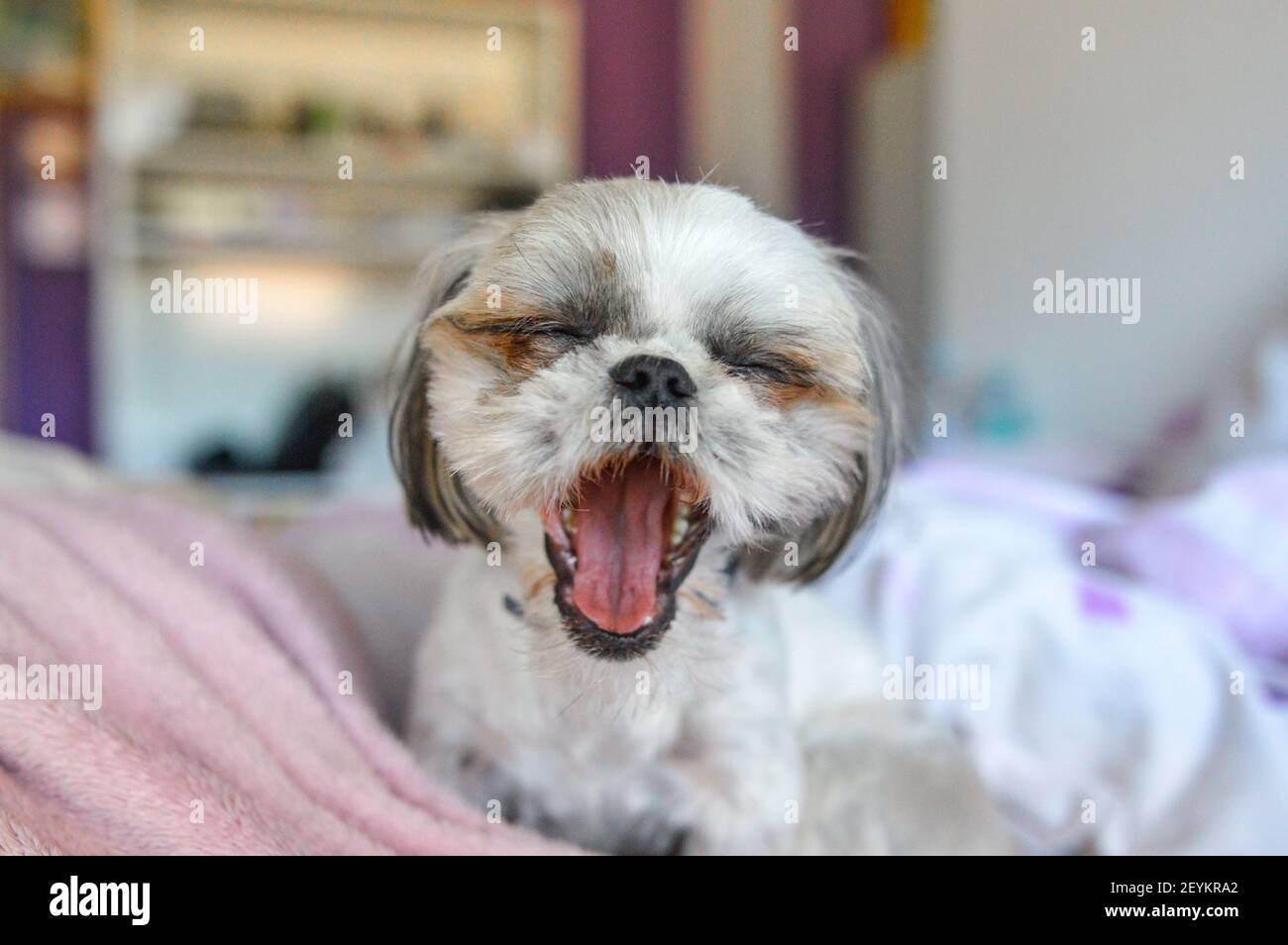 Yawning puppy bed hi-res stock photography and images - Alamy