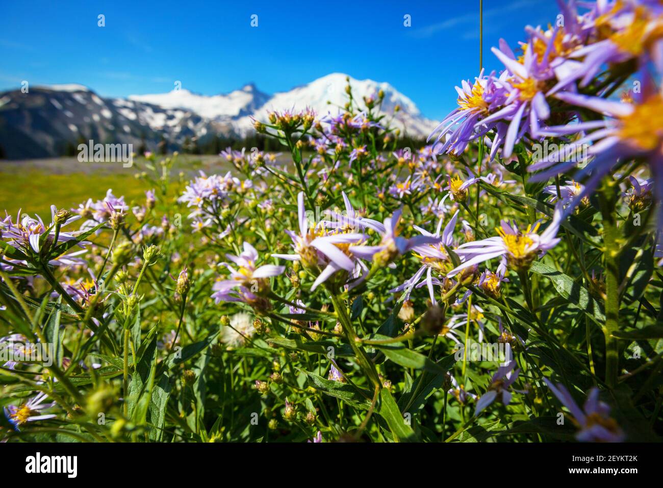 Mountain meadow in spring season Stock Photo - Alamy
