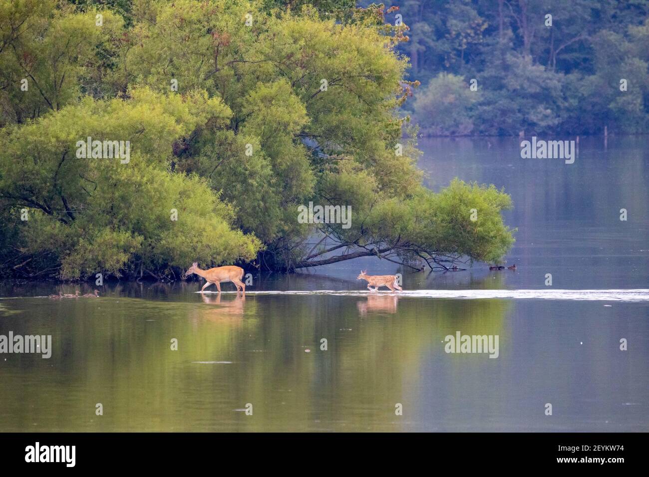 Feer tree hi-res stock photography and images - Alamy