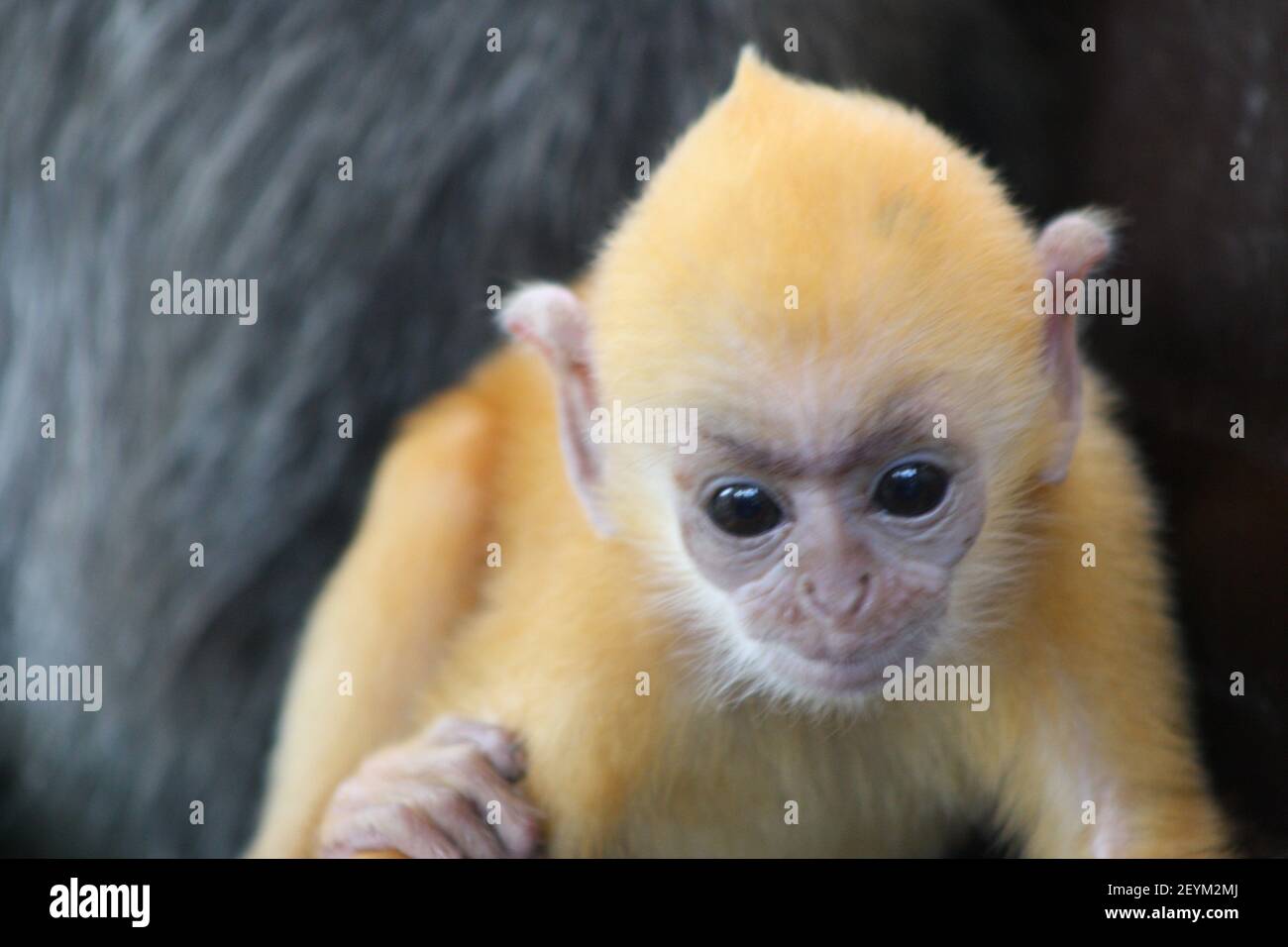 Little monkey with big monkey hi-res stock photography and images - Alamy