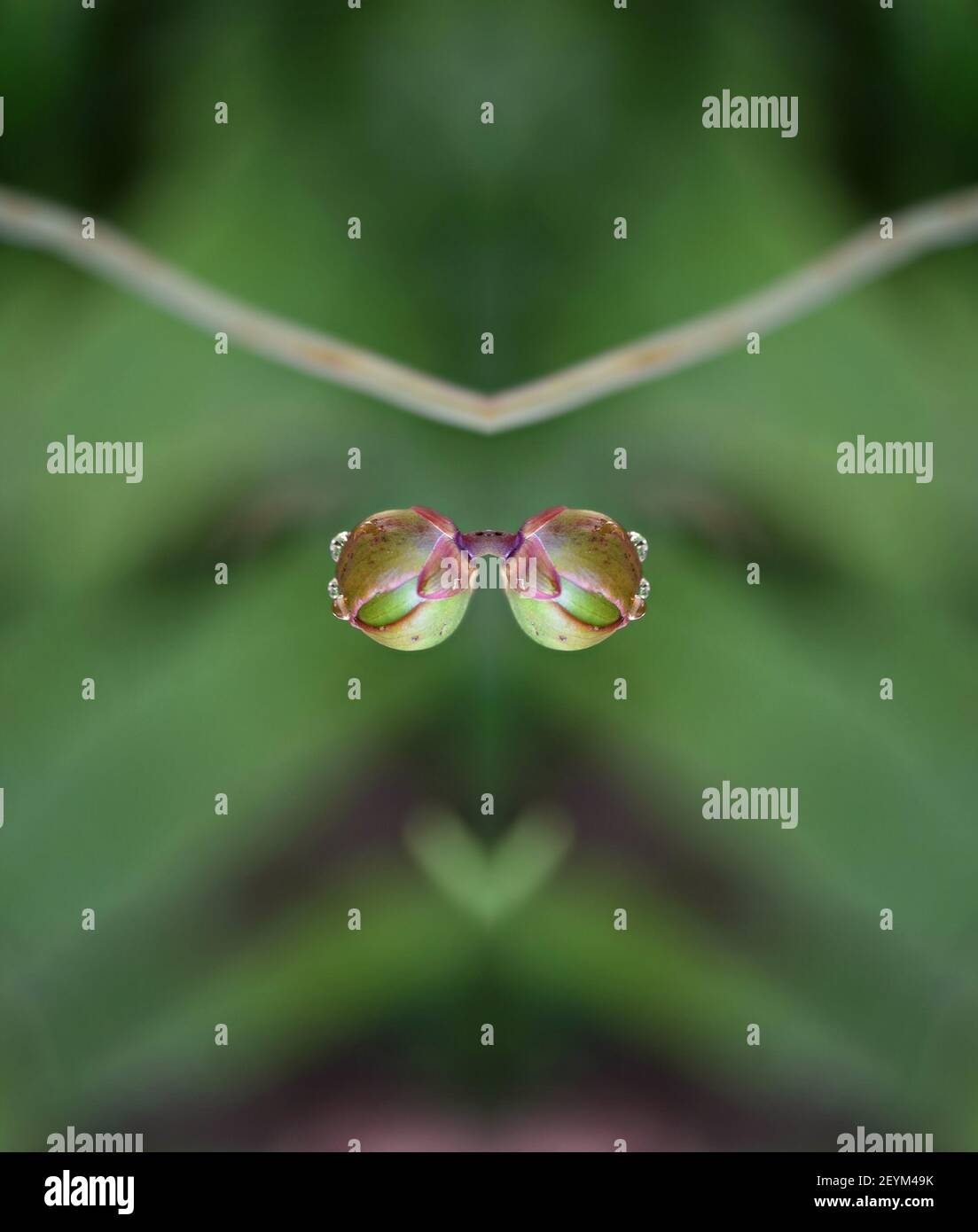 Hellebore (Lenten rose) seed pods on a natural green background Stock ...