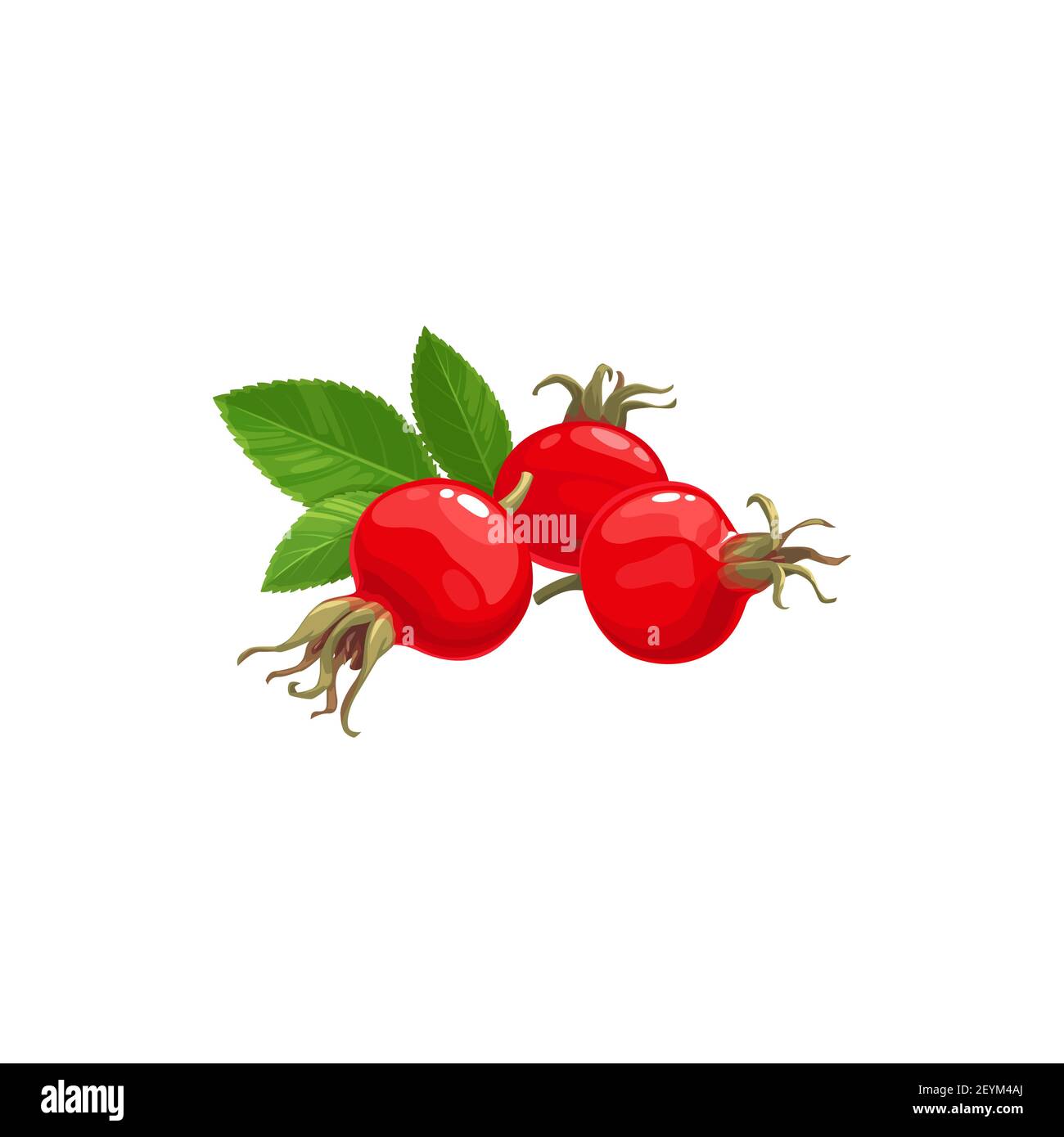 Rose hip fruits icon, berries food from farm garden and wild forest ...