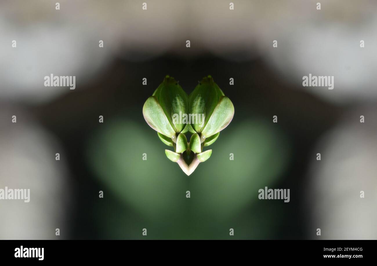 Hellebore (Lenten rose) seed pods on a natural background Stock Photo ...