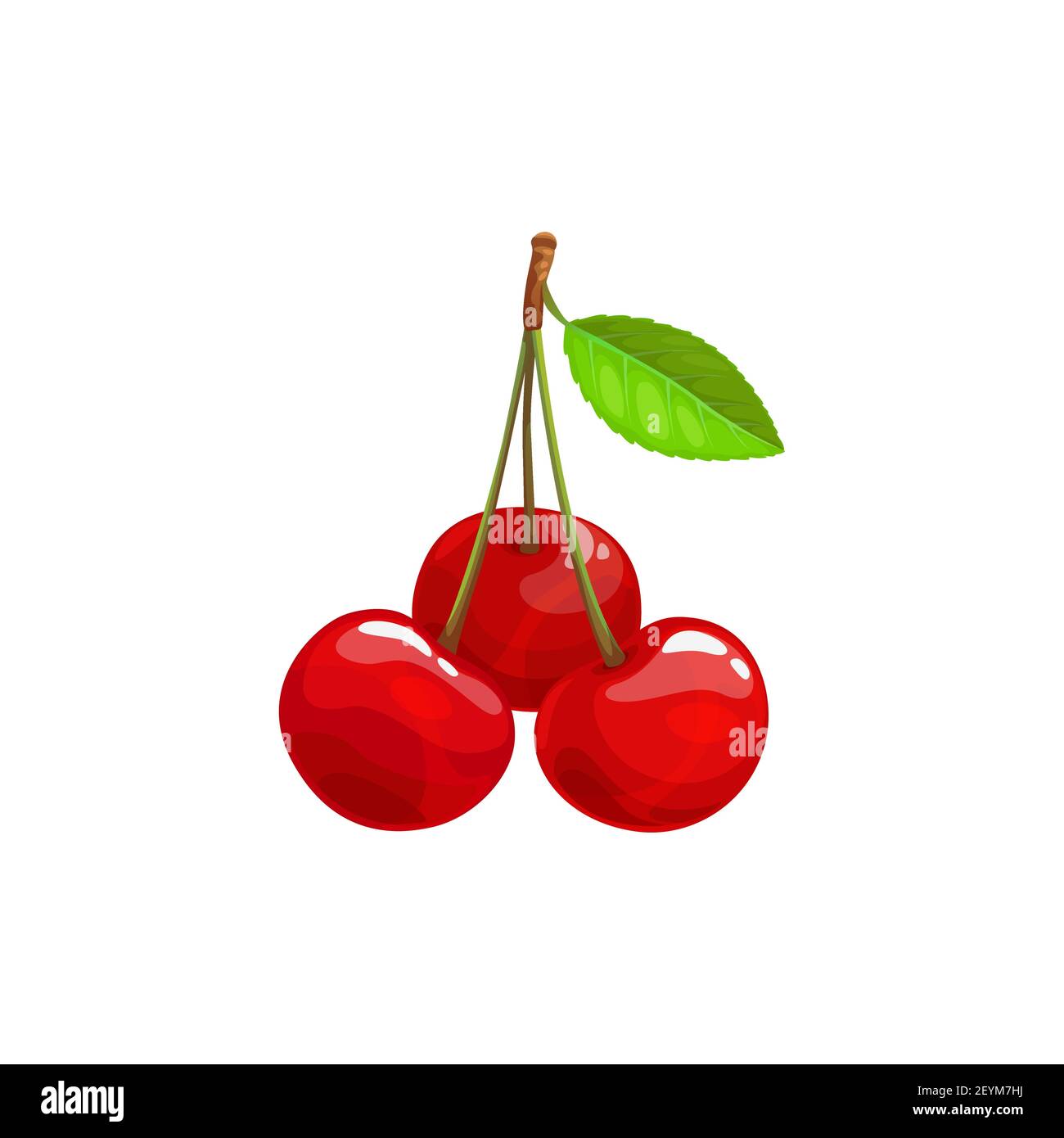 Cherry berries fruits, food from farm garden and wild forest, vector ...
