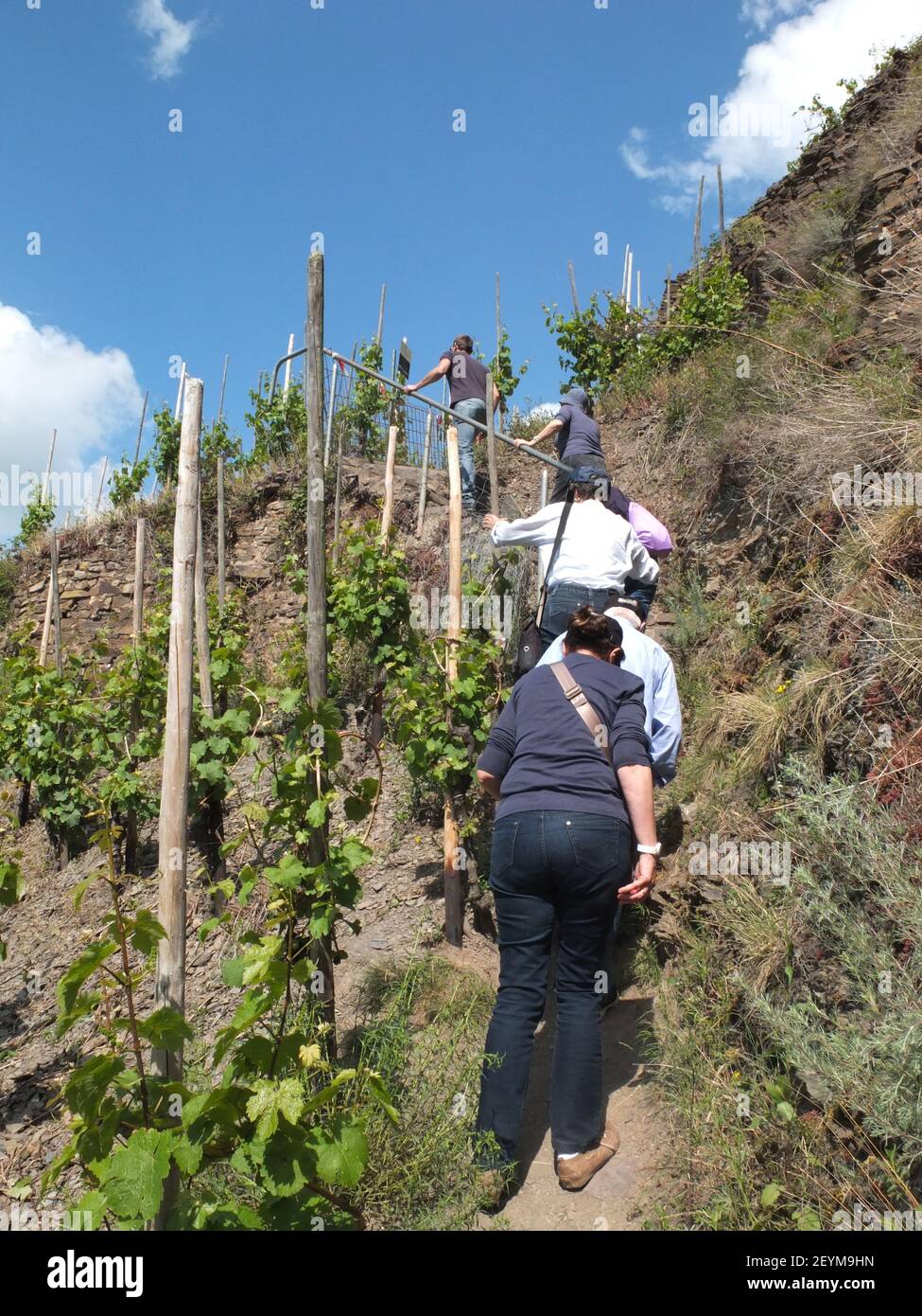 Bremm, Calmont region, Germany Stock Photo - Alamy
