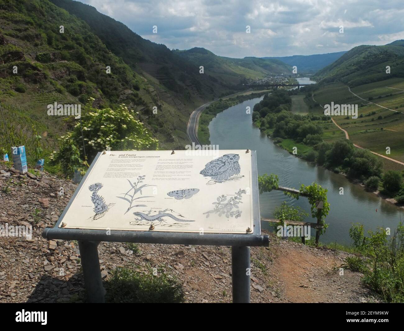 Bremm, Calmont region, Germany Stock Photo - Alamy