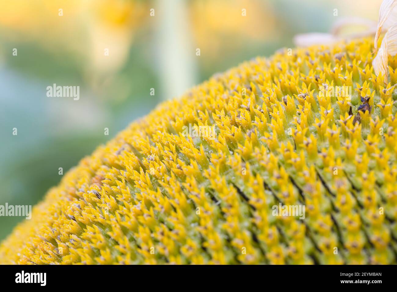 Sunflower head closeup with green seeds. Macro. Photo can be used as a ...