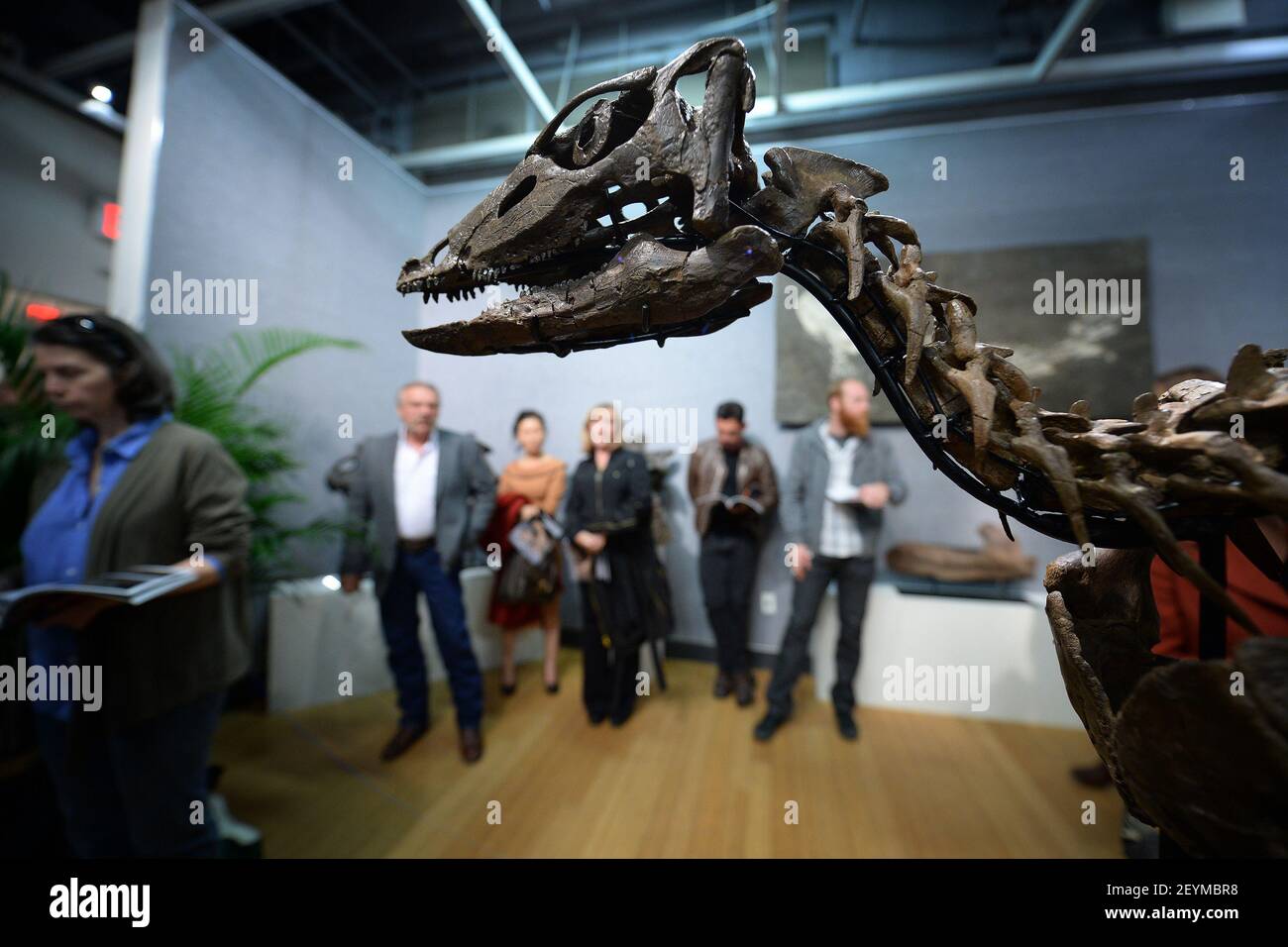 An Ornithopod skeletons on display as dinosaur enthusiast and members ...