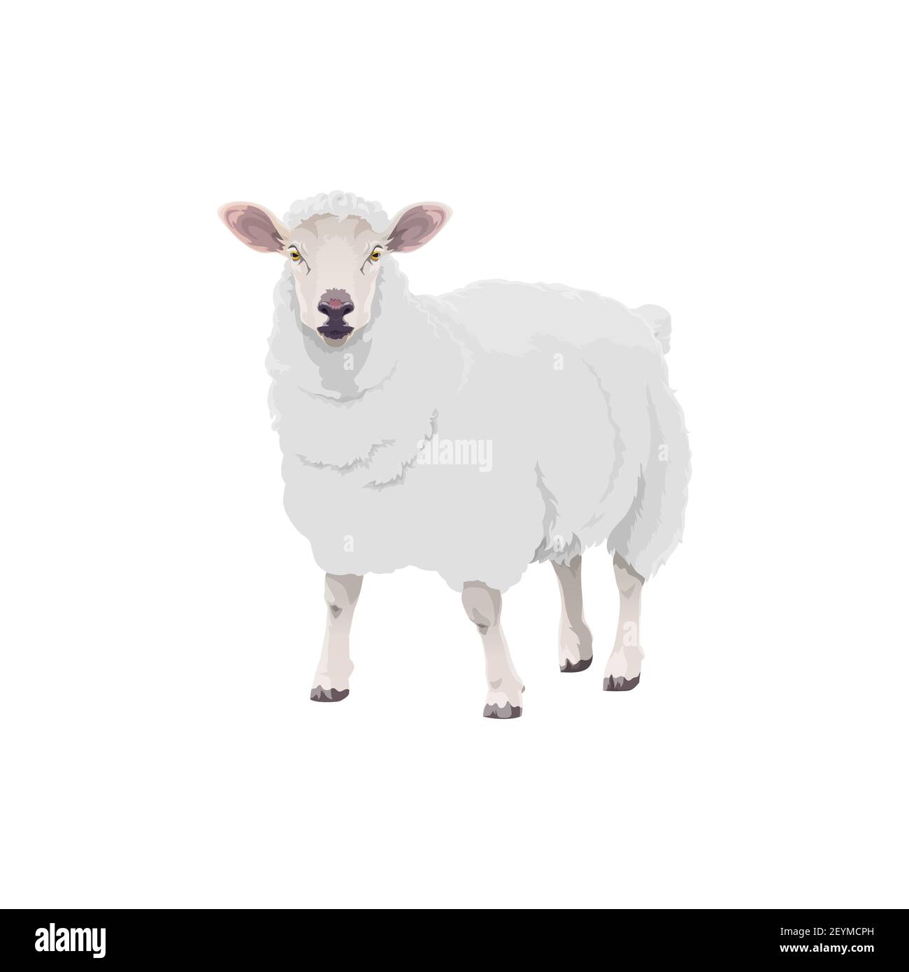 Mutton and lamb production Stock Vector Images - Alamy