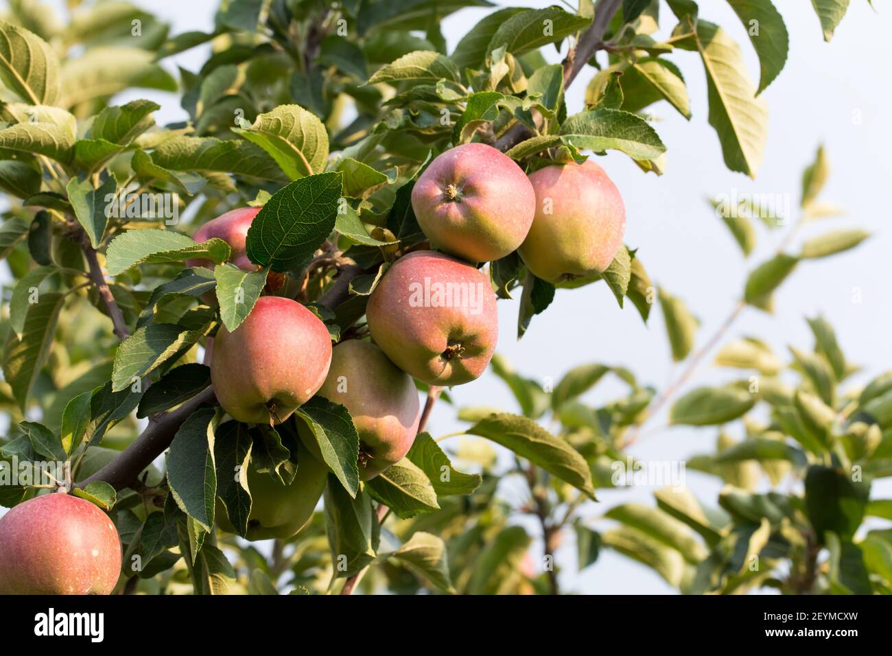 Red ripe apples on apple tree branch. Macro. Photo can be used as a ...