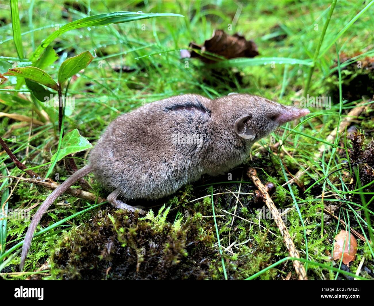 Shrew family hi-res stock photography and images - Alamy