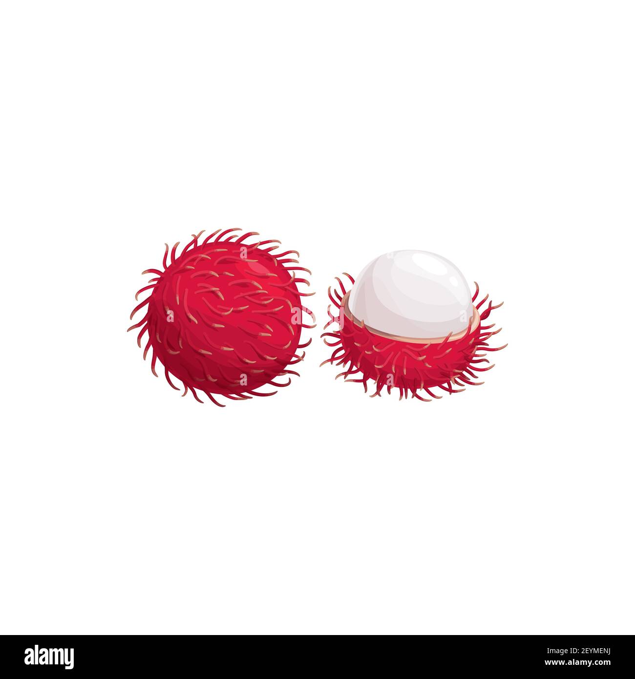 Lychee fruit, litchi or lichi tropical exotic food, vector isolated ...