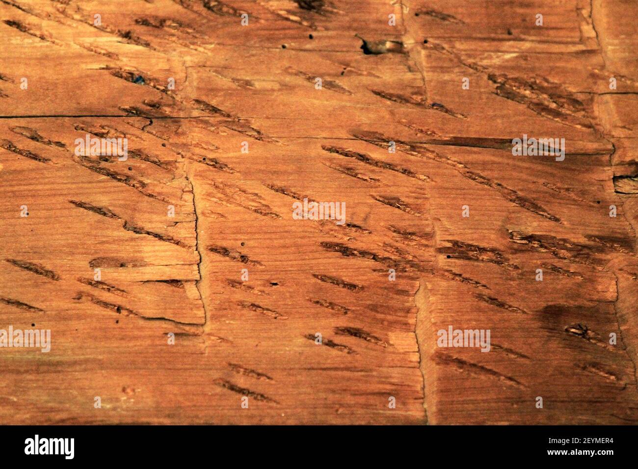 Buckshot marks in the guest bedroom of the home that Nancy Angerman and ...