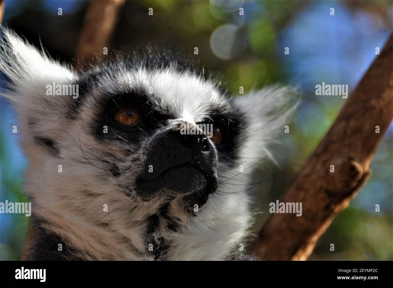 Lemur walk hi-res stock photography and images - Alamy