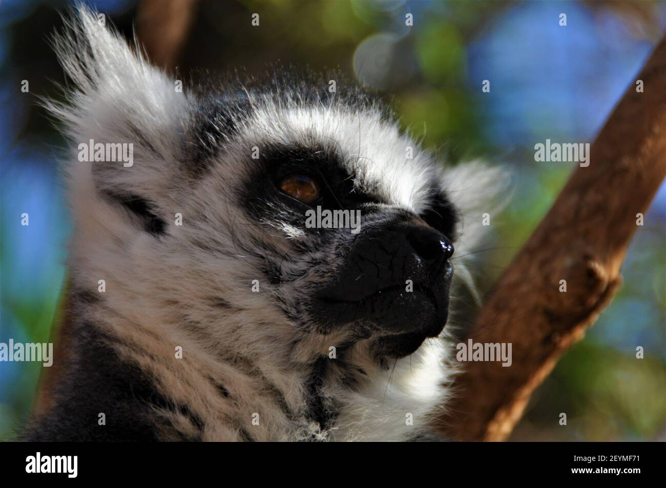 Lemur walk hi-res stock photography and images - Alamy