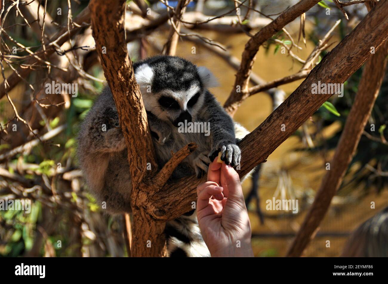 Lemur walk hi-res stock photography and images - Alamy