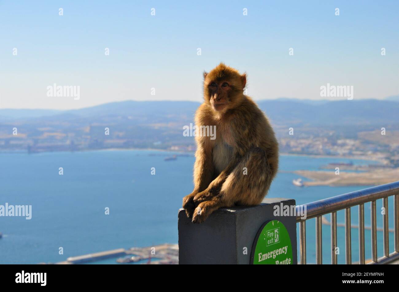 monkey of gibraltar Stock Photo - Alamy
