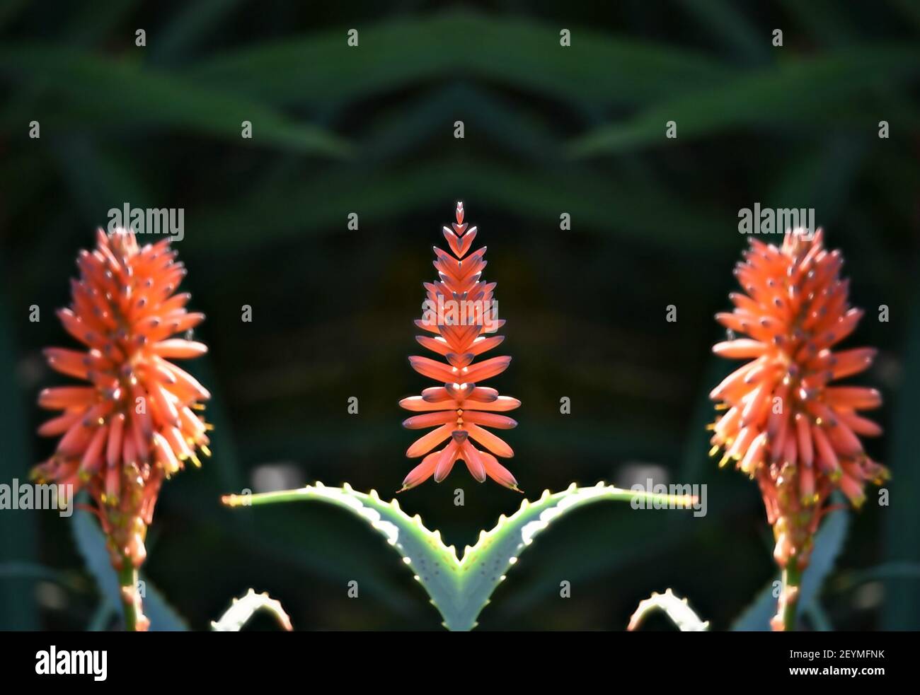 Abstract composition of Aloe Vera, a succulent plant with densely ...